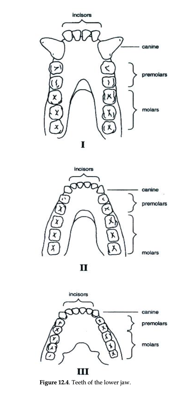 What does the size and shape of teeth say about the diets of each ...