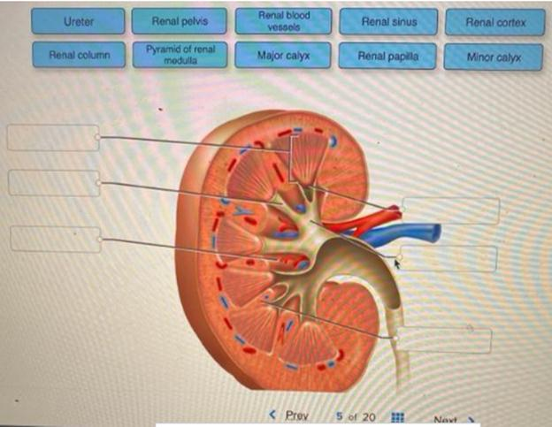 Correctly label the following anatomical parts of a kidney - Learnexams