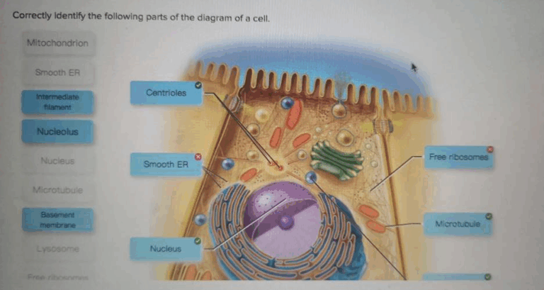 Correctly identify the following parts of the diagram of a cell ...
