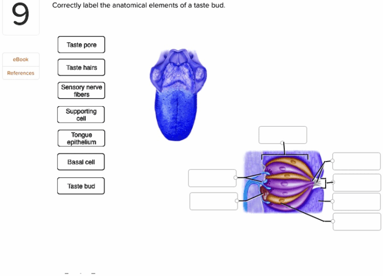 Correctly label the anatomical elements of a taste bud. - Learnexams