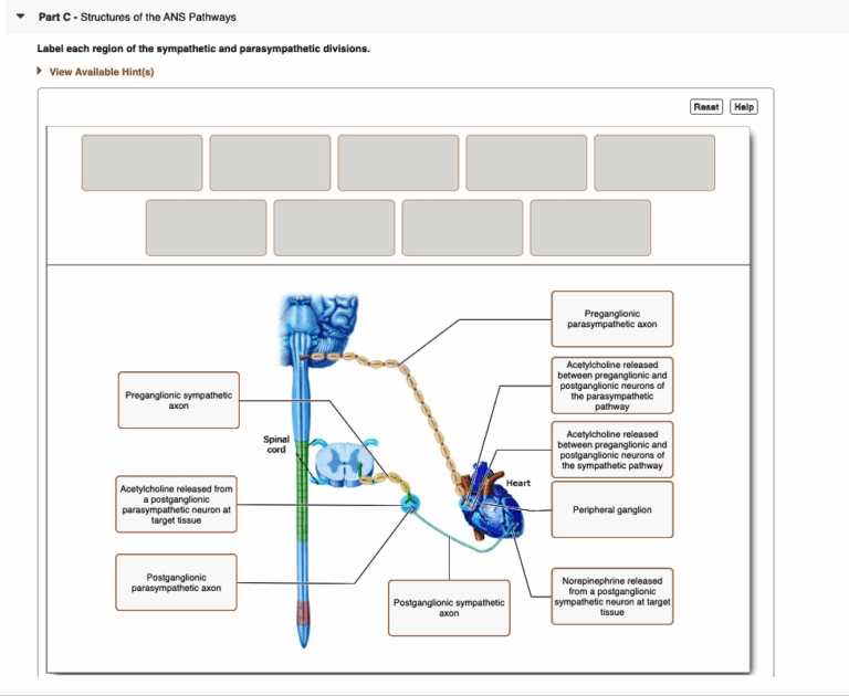 Structures of the ANS Pathways Label each region of the sympathetic and ...
